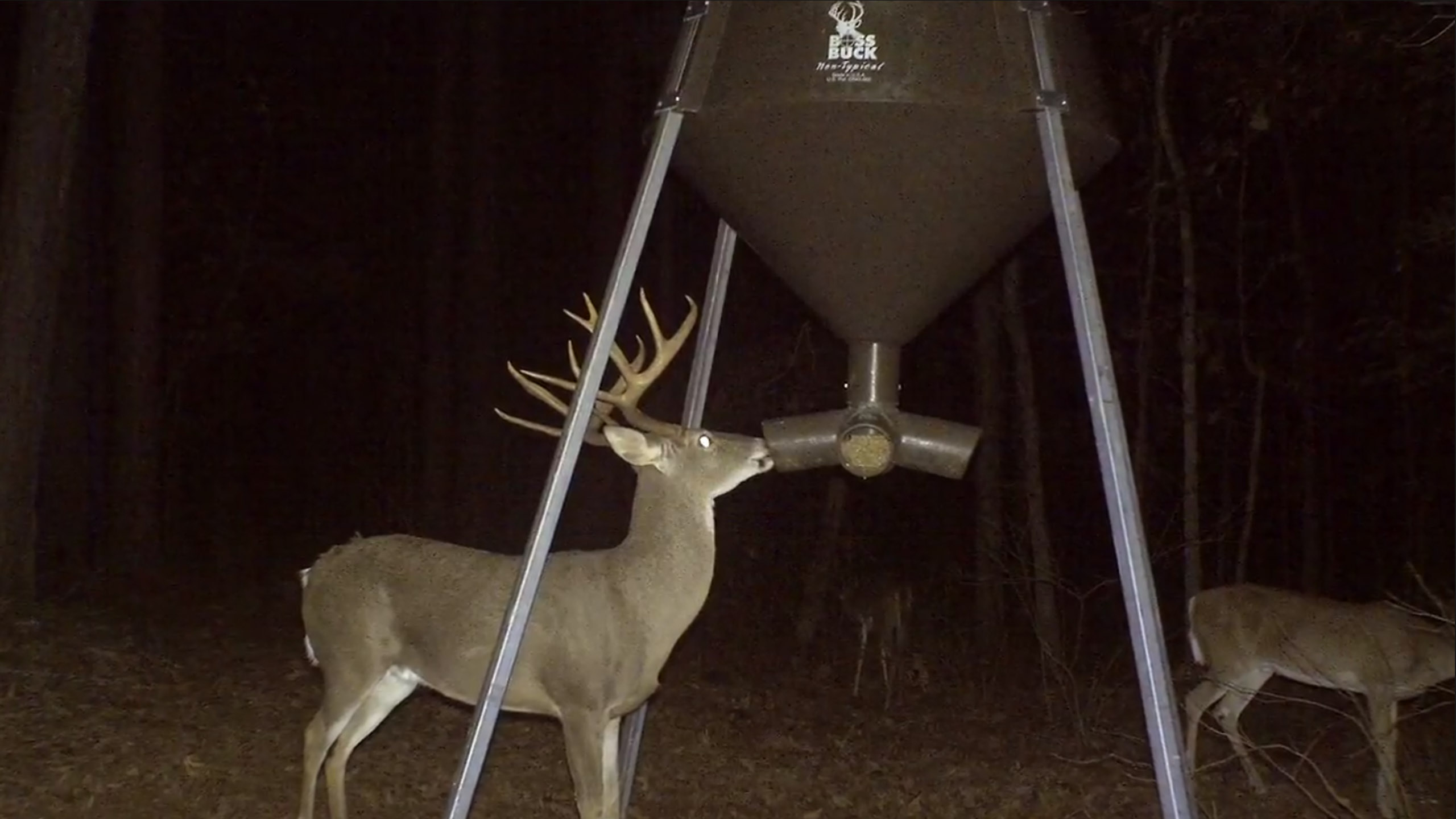 Dr. Deer: Most Important Month for Antler Development - North American ...