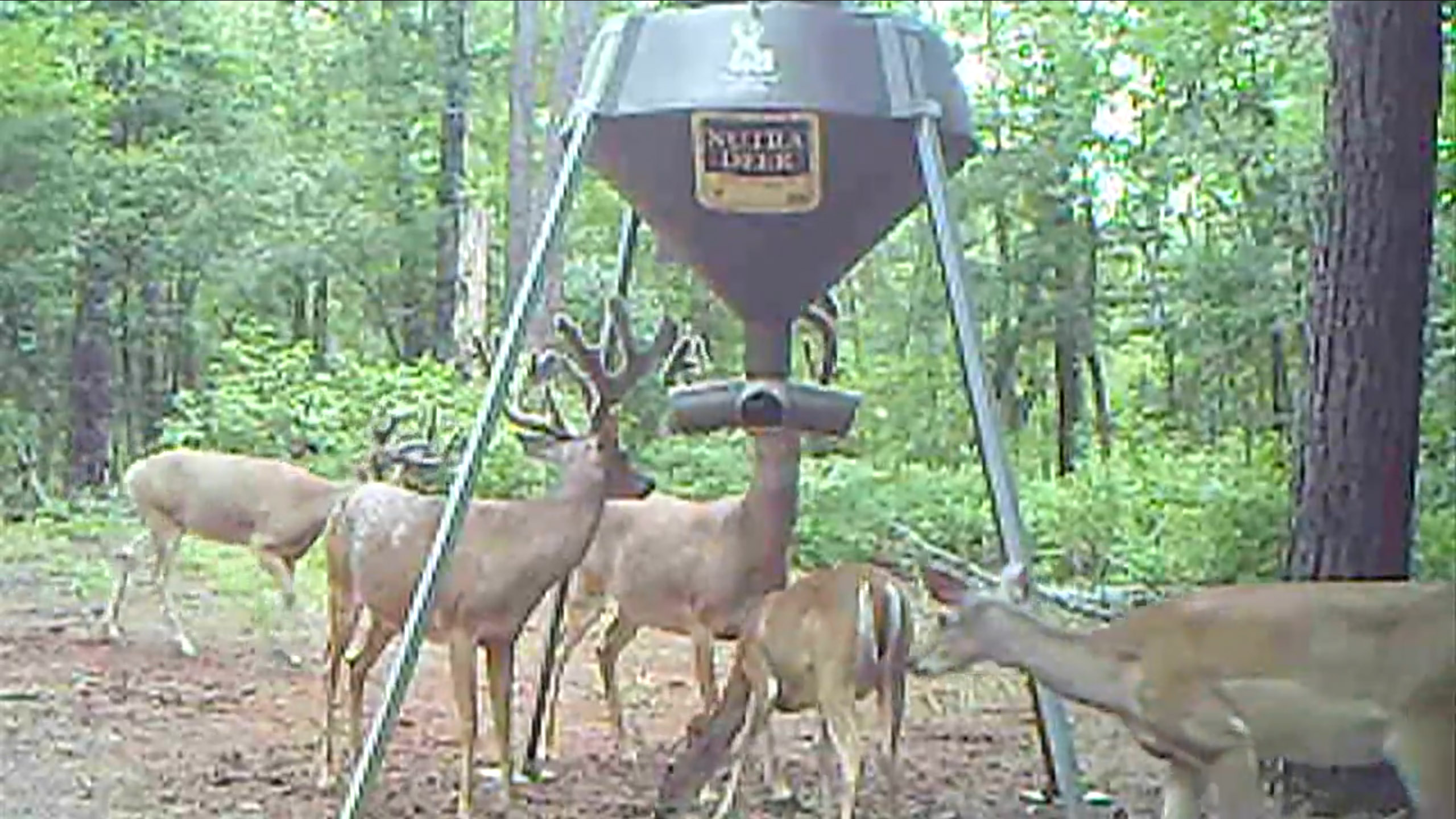 Dr. Deer: Choosing a Supplemental Feeder - North American Whitetail
