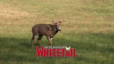 North American Whitetail - North American Whitetail