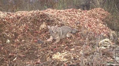 Pennsylvania Predators - Sportsman Channel