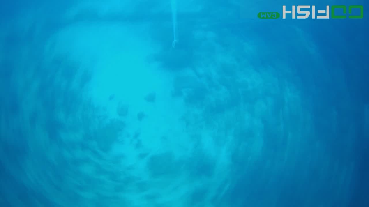 How to Avoid Sharks While Fishing: Best Tips to Deter the Sa - Florida ...