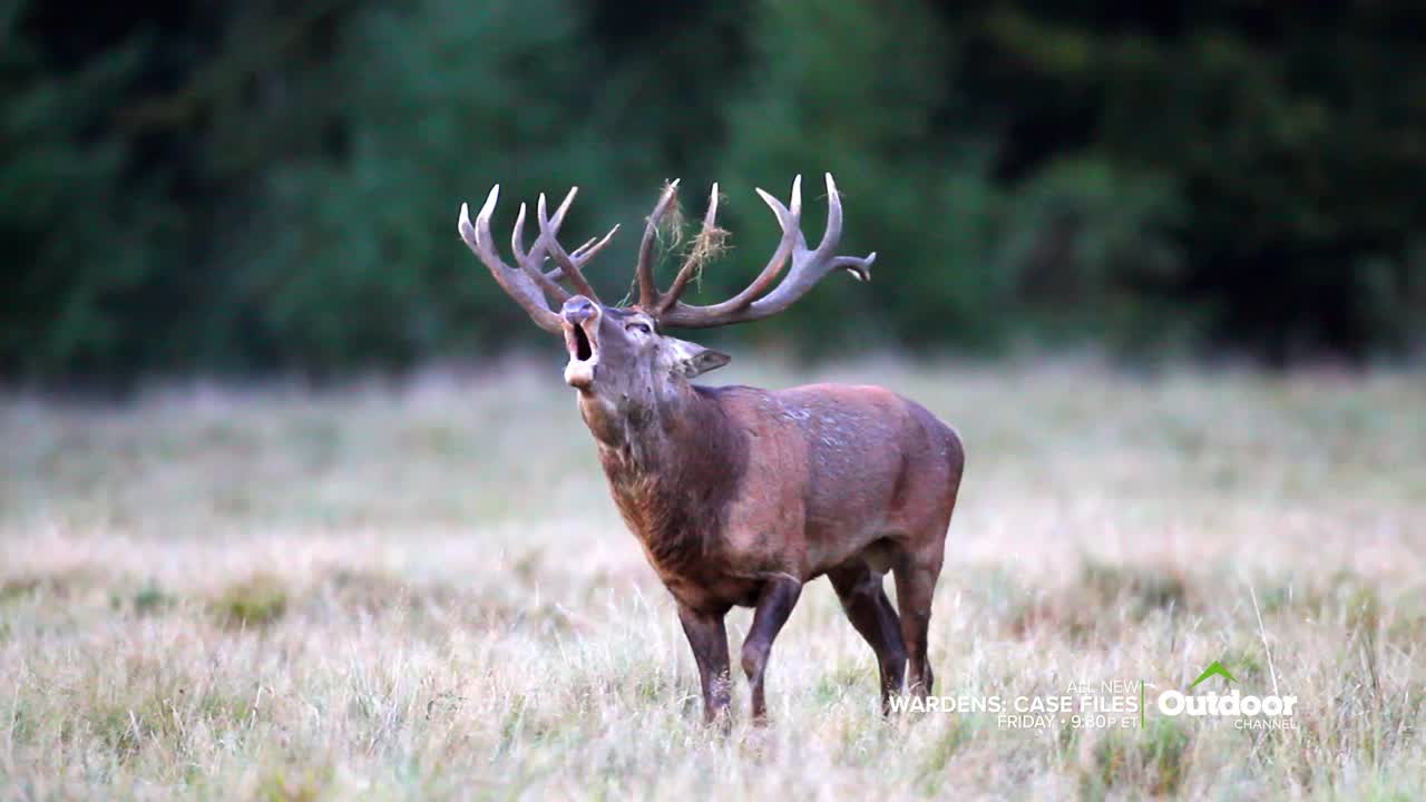 Game Camera Identifier / Cactus Poaching - In-Fisherman