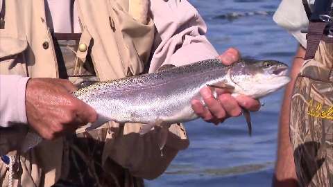 Powerbait Trout - In-Fisherman