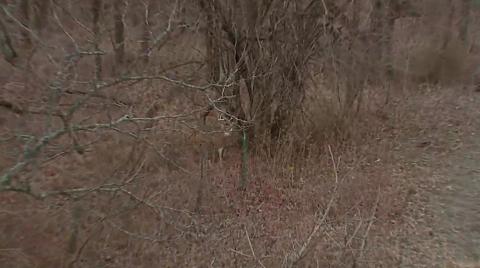 A Big Kansas "9" - North American Whitetail