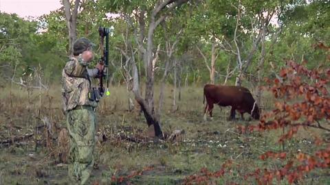 Scrub Bull - Bowhunter