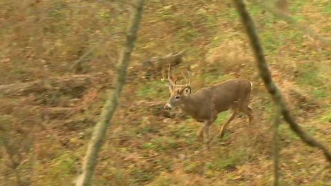 From the Stand: The Importance of Hearing Protection - North American ...