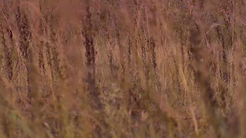 Eastern Cape Plains Bushbuck Hunt - Petersen's Hunting