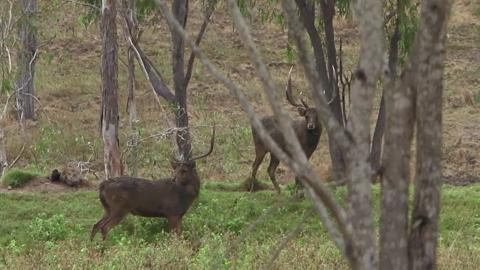 Rusa Deer Hunt Downunder - Petersen's Hunting