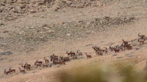 Bezoar Ibex Hunt - Petersen's Hunting
