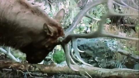 Muzzy Moment: Horizontal Antler Rub - North American Whitetail