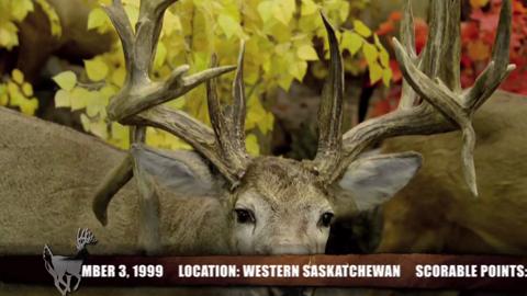 Big Buck Profile: Super-Massive Canadian Buck - North American Whitetail