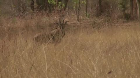 Roan Kill - Petersen's Hunting