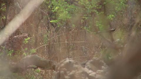 Buffalo Hunting Hot Spot - Petersen's Hunting
