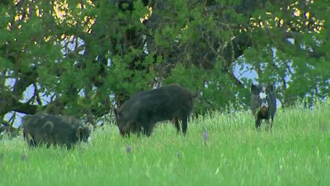 California Coast Hog Hunt - Petersen's Hunting
