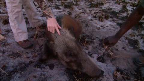 Mozambique Bush Pig Hunt - Petersen's Hunting