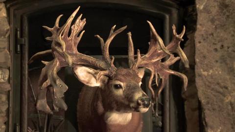 Big Buck Profile: Hole in Horn Buck - North American Whitetail