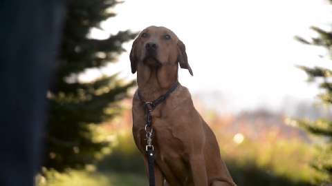 Deer Dog: Incorporating Training Into Your Routine - North American ...