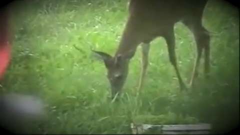 Weird Whitetails: Carnivorous Whitetail - North American Whitetail