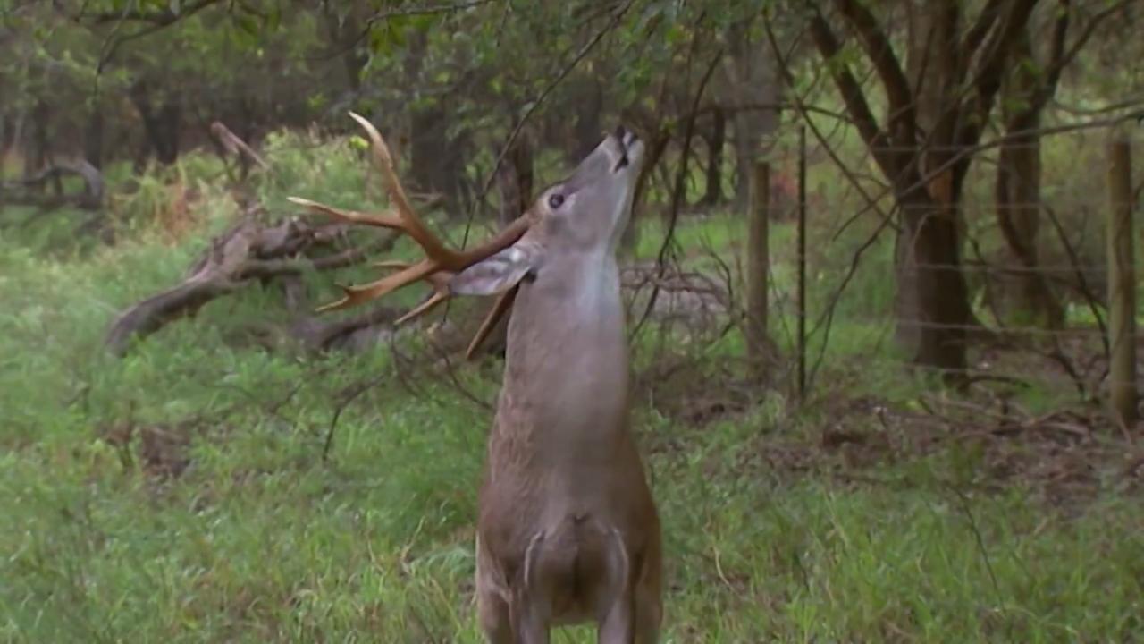 From the Stand: Using Deer Scents Effectively - North American Whitetail