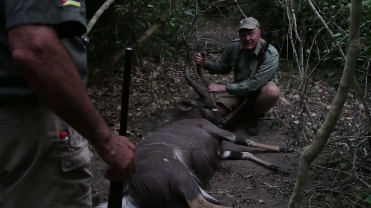 Mozambique Nyala - Petersen's Hunting