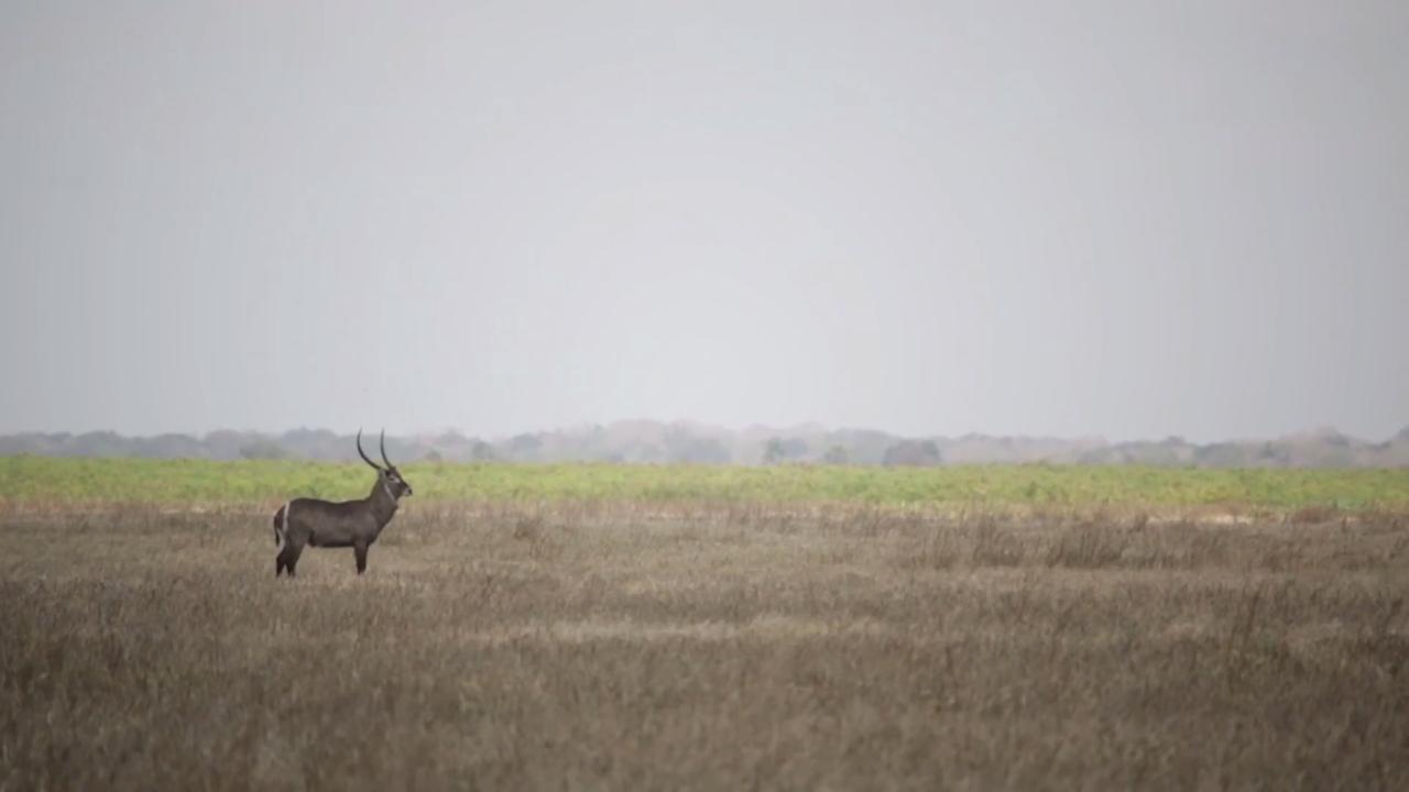 Coutada 11 Waterbuck Hunt - Petersen's Hunting
