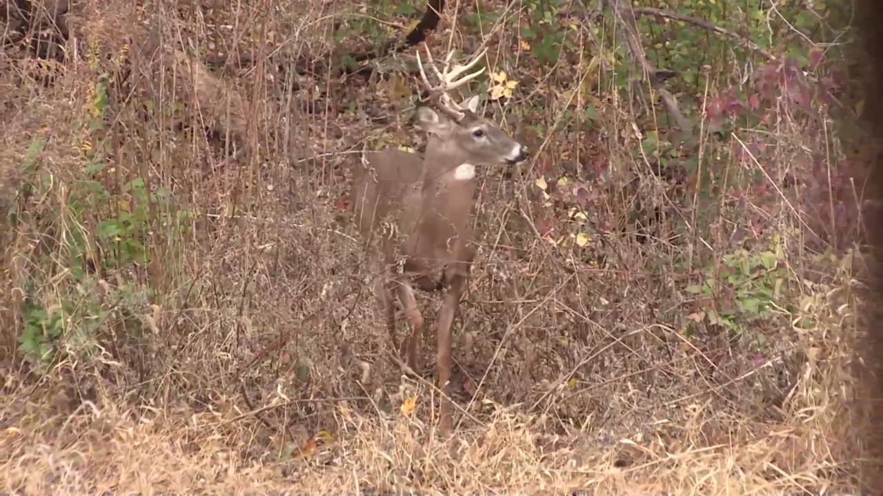 Pre-Rut Illinois Whitetail Muzzleoader Hunt - North American Whitetail