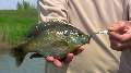 Late Summer Panfish Pattern - In-Fisherman