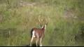 Biggest Four-Point Buck Ever? - North American Whitetail