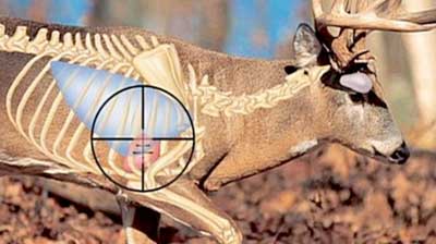 Best Whitetail Shot Placement with a Rifle